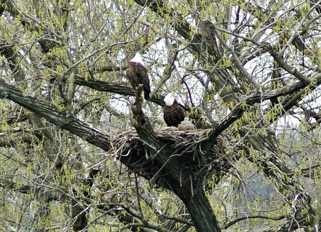 Danville remains a trail target | Business | news-gazette.com