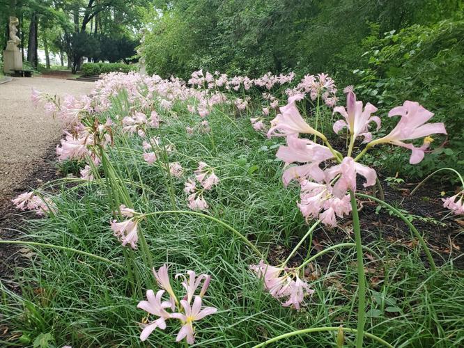 In the Garden | Surprise lilies can be tricky, live up to their name ...