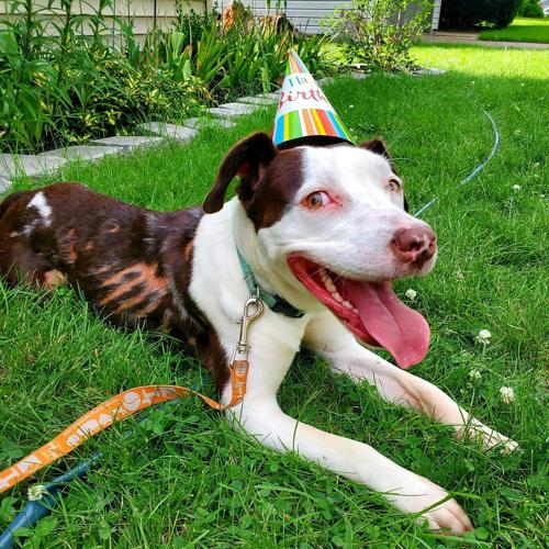 Dory the rescue dog using her notoriety to help other abused animals ...