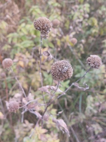 Inside Out | Take a walk with me at the Pollinatarium | Parks ...