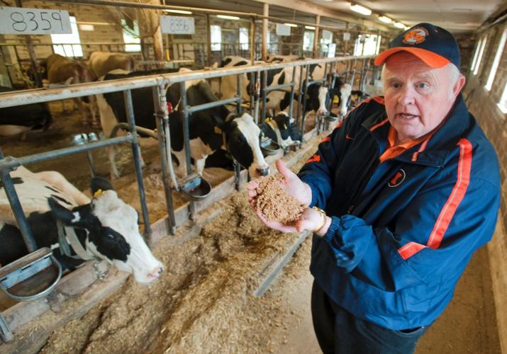 Corn prices have dairy cows getting taste of Bud | News | news-gazette.com