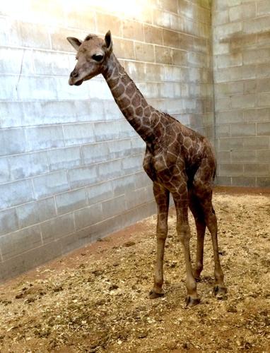 UI vet lab does necropsy on zoo's giraffe calf | News | news-gazette.com