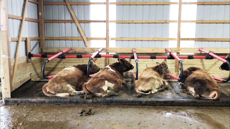 From State Farm to the farm: Loda man milking his retirement ...