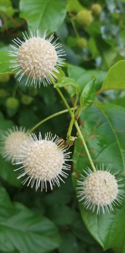 In the Garden | Native buttonbush doubles as landscape plant | Living ...