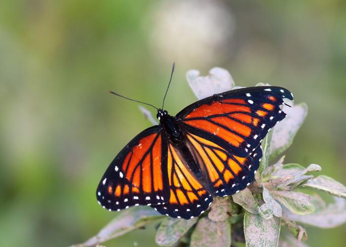 Rob Kanter: Take time to identify other fluttering things | Local News ...