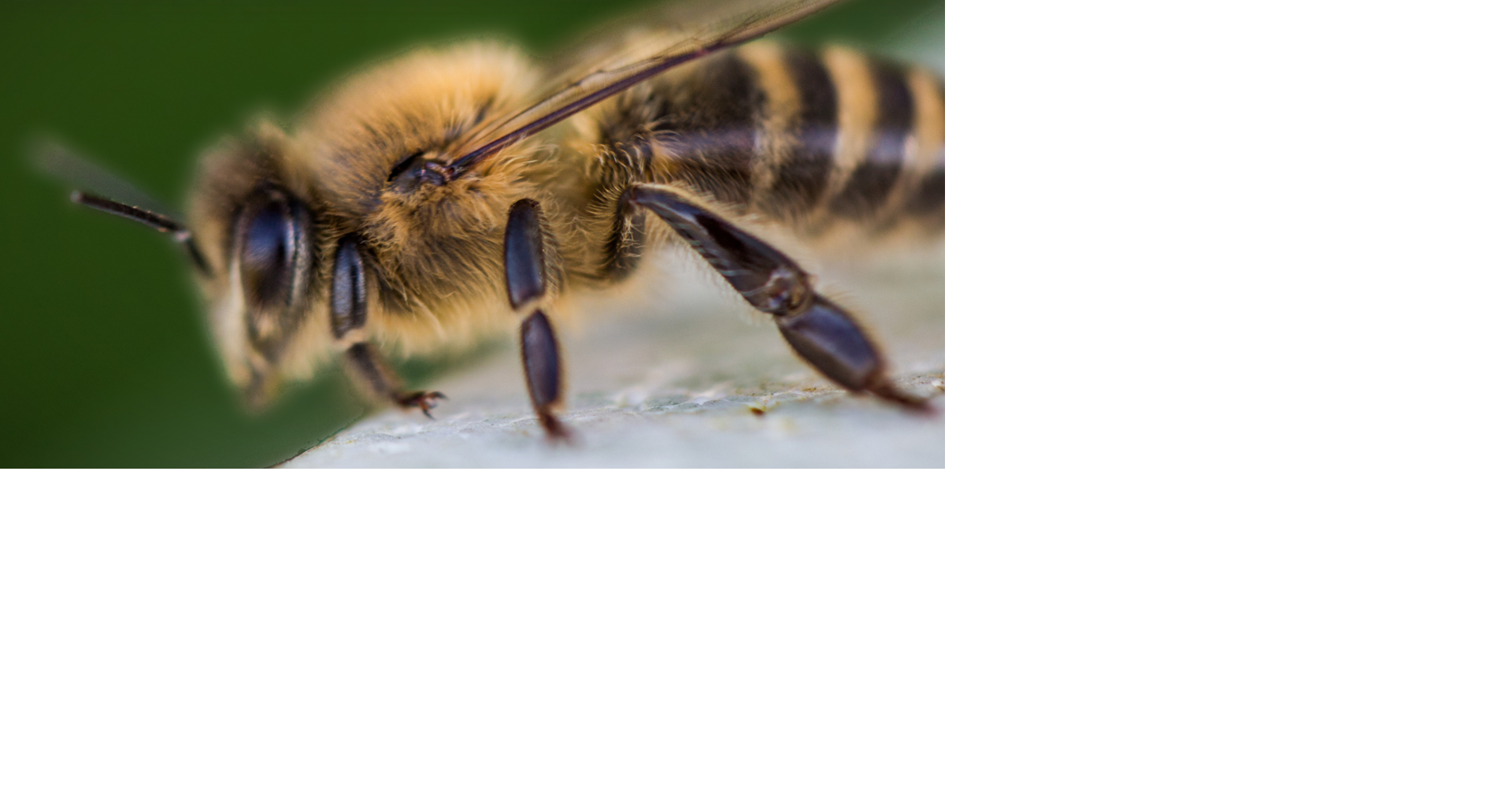 Explore the world of beekeeping | News | news-gazette.com