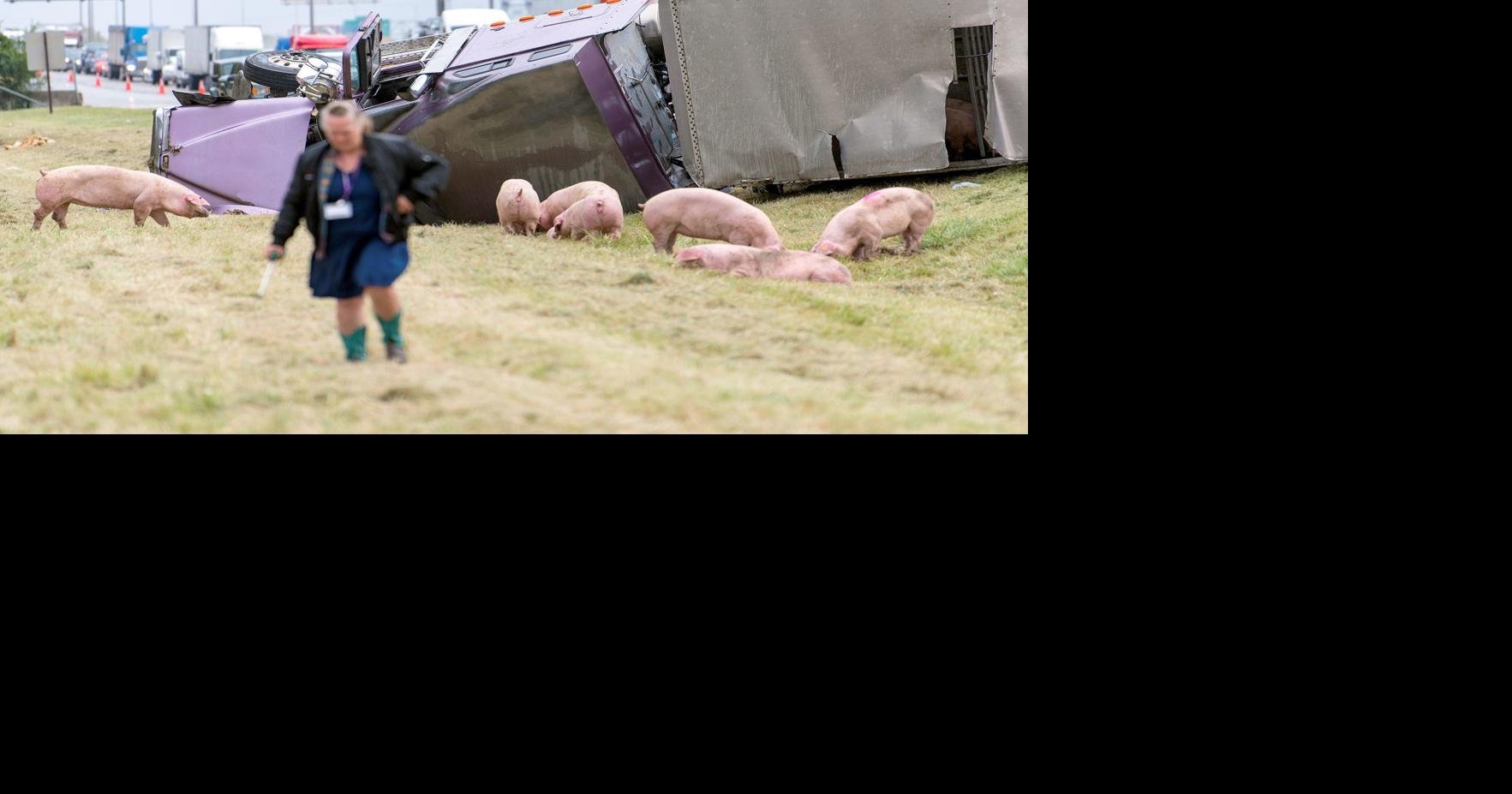 Two injured in accident that scatters pigs on I-74 in Urbana | News ...