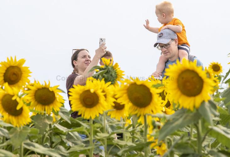 PHOTO GALLERY: 2024 Sunflower Celebration | Multimedia | news-gazette.com