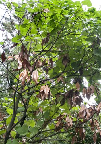 Garden of the Week: Harry Breen | Local News | news-gazette.com