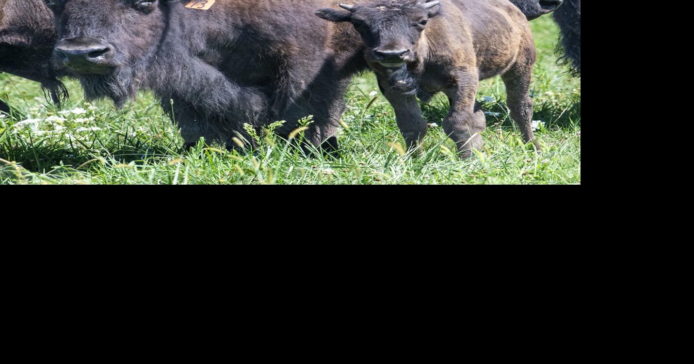 Business booming for Monticello bison farm | Agriculture | news-gazette.com