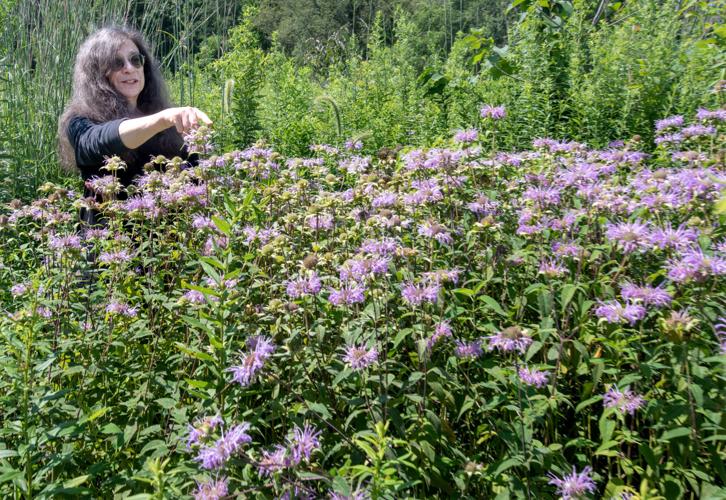 My Campus: Swanlund Chair of Entomology May Berenbaum | News | news ...