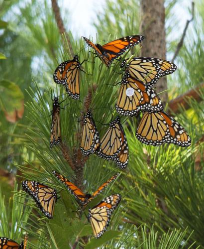 Inside Out | Monarchs are on the move – how do they know it’s time ...