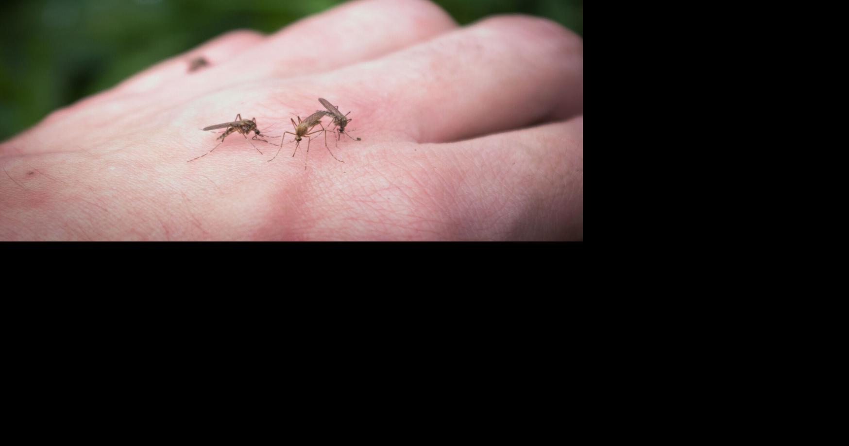 Lori Borgman | Feeding the mosquitoes | Columns | news-gazette.com