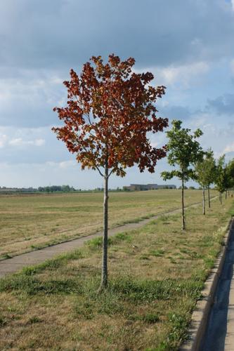 In the Garden | Cry for help | Gardening | news-gazette.com