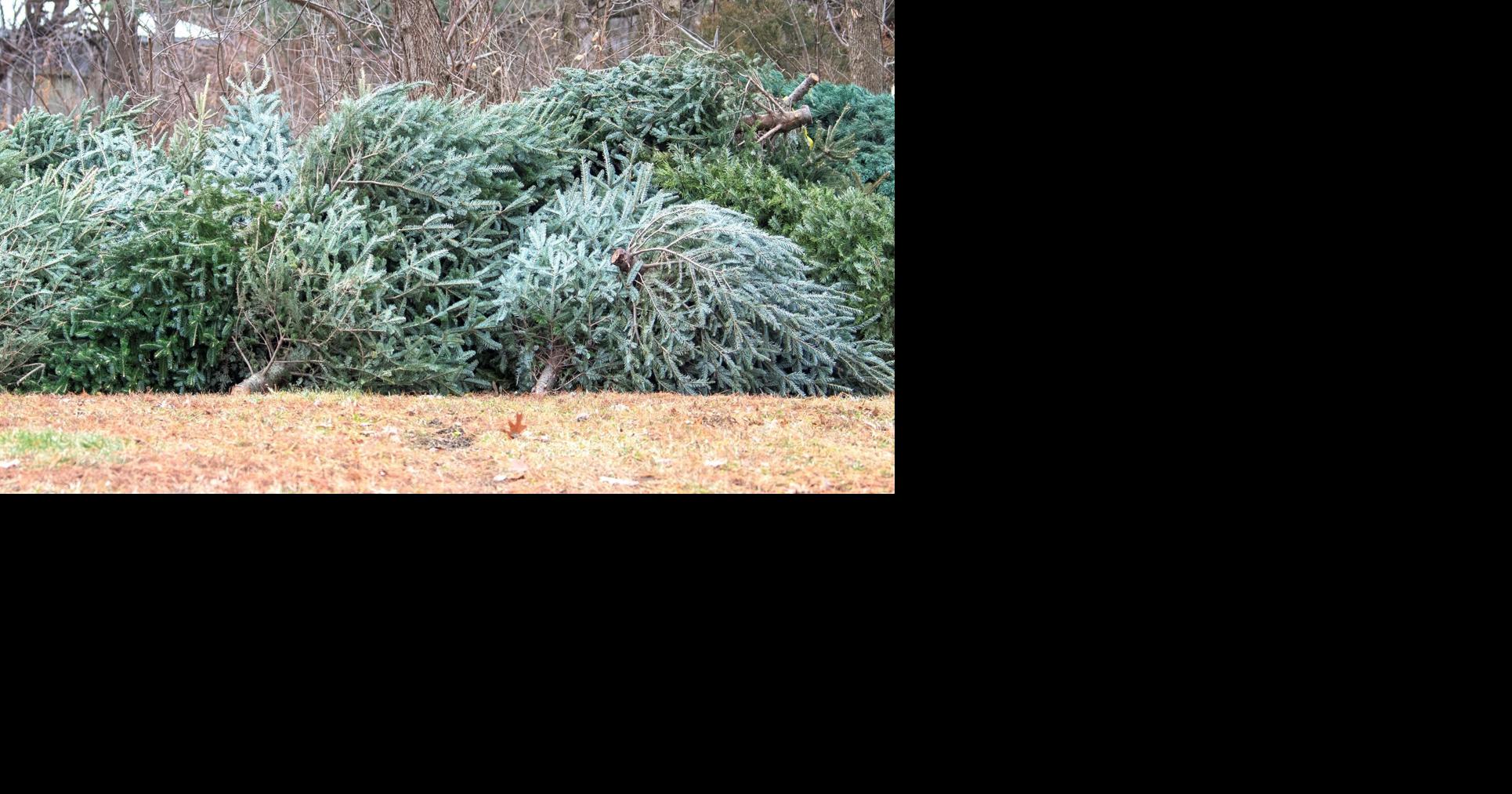 Just Askin' | Christmas tree disposal | Parks-recreation | news-gazette.com