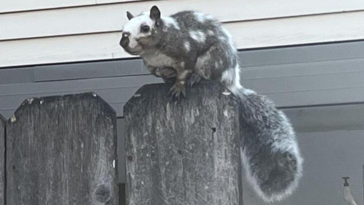 piebald squirrel