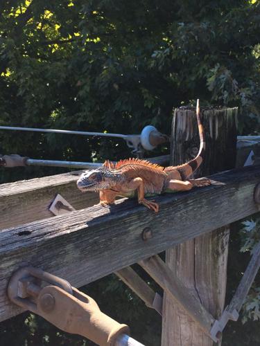 Leaping lizard! | News | news-gazette.com