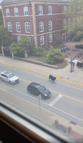 UPDATE: Cow safely recovered after impromptu UI campus tour | Courts ...