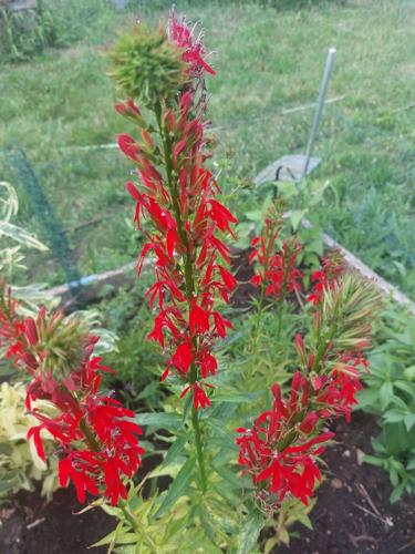 Inside Out | You have to work with your planting location | Parks ...