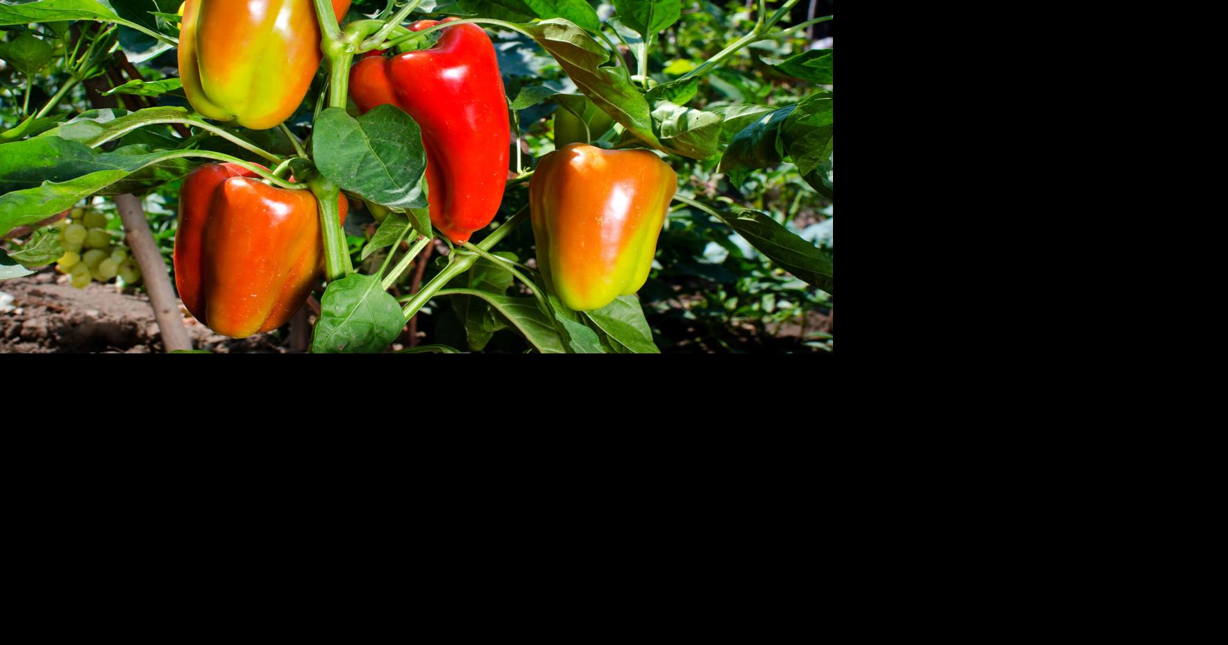 Lori Borgman | When nature and nurture intertwine with the peppers ...