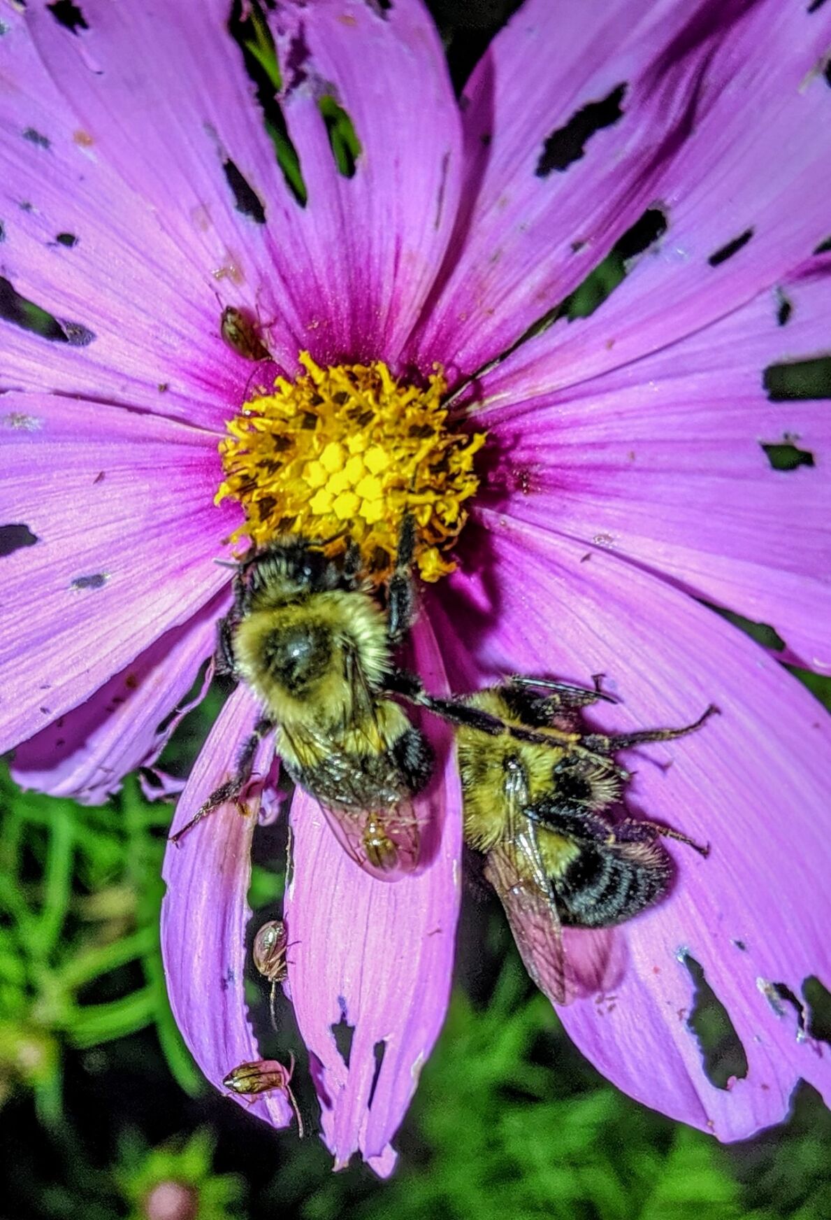 Inside Out | Sounds of spring | Parks-recreation | news-gazette.com