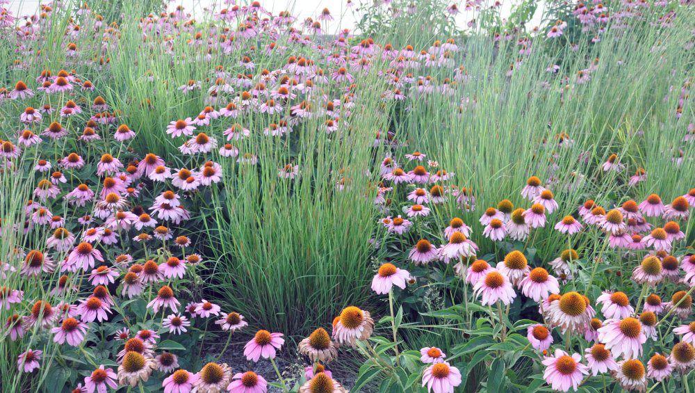 In the Garden | A closer look at ‘Prairie Style’ | Gardening | news ...