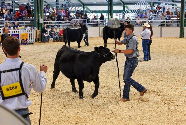 Agribusiness | Scenes from inside the State Fair livestock barns ...