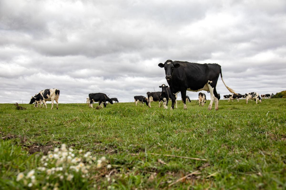 FarmWeek | Congress advances whole milk bill | News | news-gazette.com