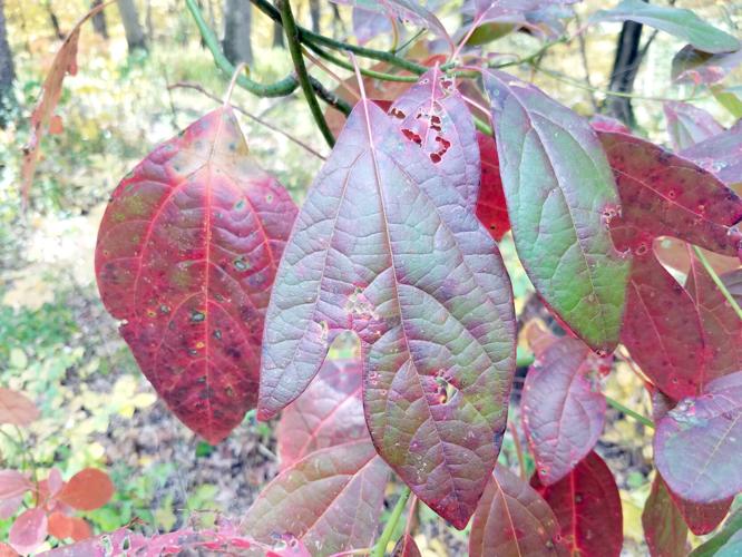 In the Garden | Putting on a show | Gardening | news-gazette.com