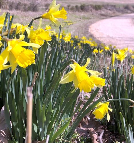 In the Garden | Fall into planting | Gardening | news-gazette.com