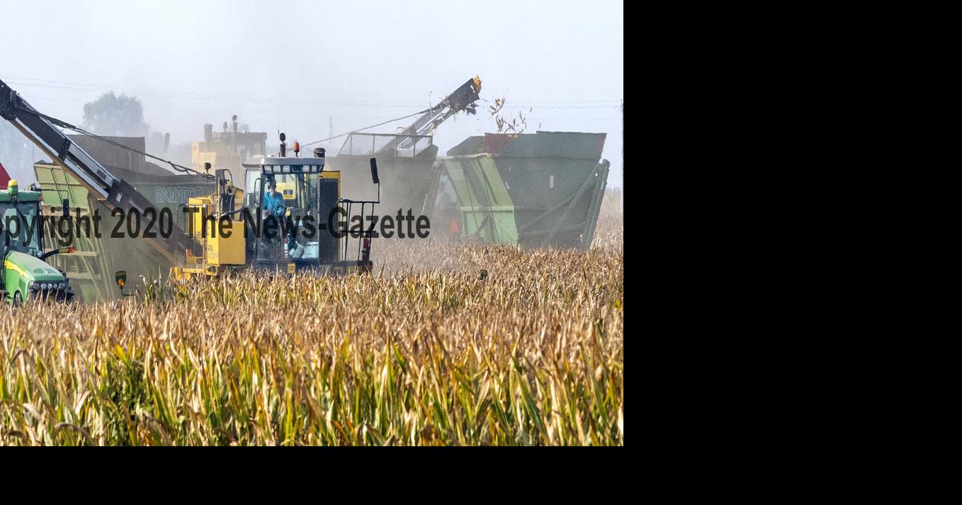 Coronavirus 2020: Seed Corn Harvest | Photo Galleries | news-gazette.com