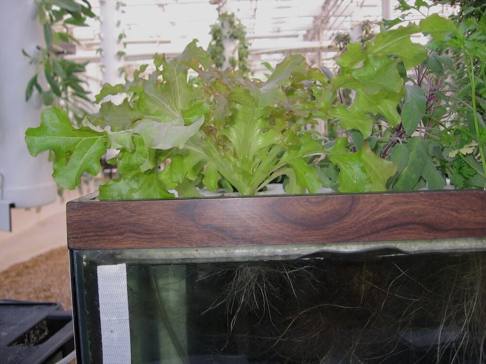 In the Garden | Water-based planting | Gardening | news-gazette.com