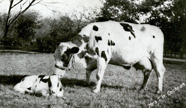 Holy Cow History | ‘The president’s cow is missing!' | Columns | news ...