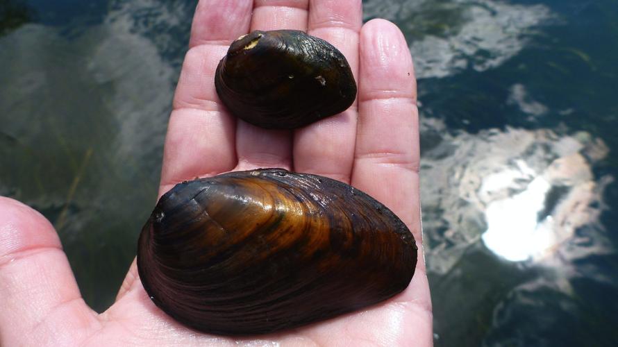 UI scientists moving mussels from Pennsylvania to area rivers | News ...