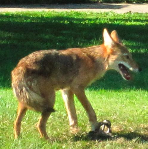 Two coyotes caught by traps at Heritage Park in Champaign | News | news ...