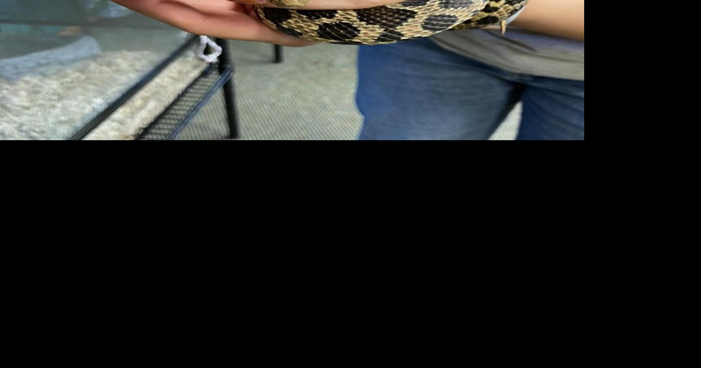 Inside Out | Exploring the world of fox snakes | Parks-recreation ...