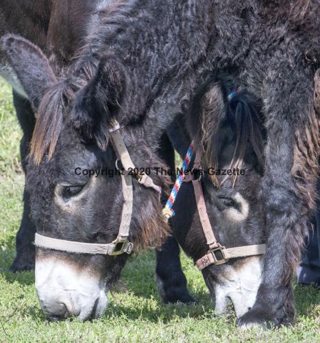 Rare Donkeys at University of Illinois Vet Med | Multimedia | news ...