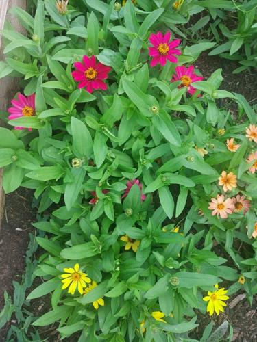 Inside Out | You have to work with your planting location | Parks ...