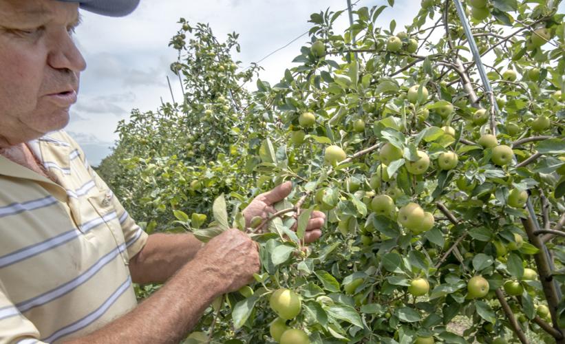 It's Your Business | Opening day nears for Curtis Orchard's 2024 season ...