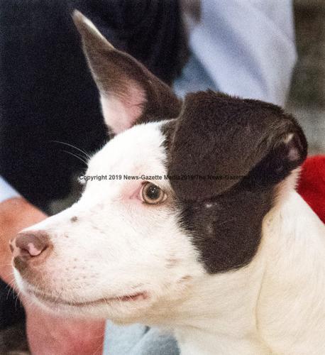 Rescued Dory Finds Loving Home | Features | news-gazette.com