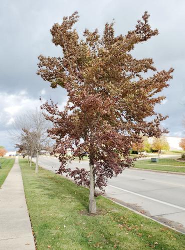 In the Garden | A new frontier | Gardening | news-gazette.com