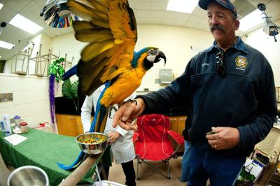 Pet Talk: When beaks go bad | Local News | news-gazette.com