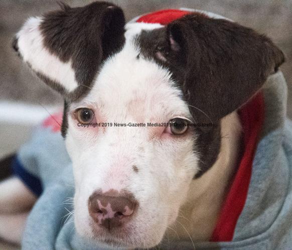 Rescued Dory Finds Loving Home | Features | news-gazette.com
