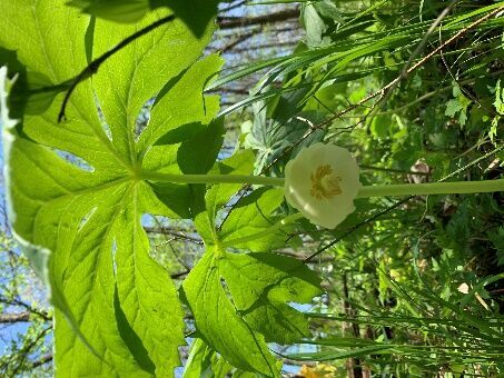 Inside Out | Spring is here at last | Parks-recreation | news-gazette.com