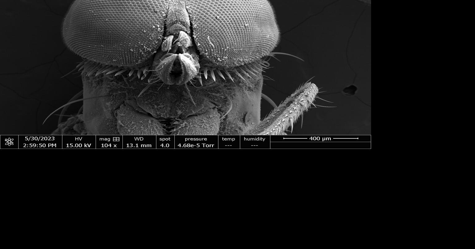 Illini Insider | Celebrating 25 years of scoping out bugs | University ...
