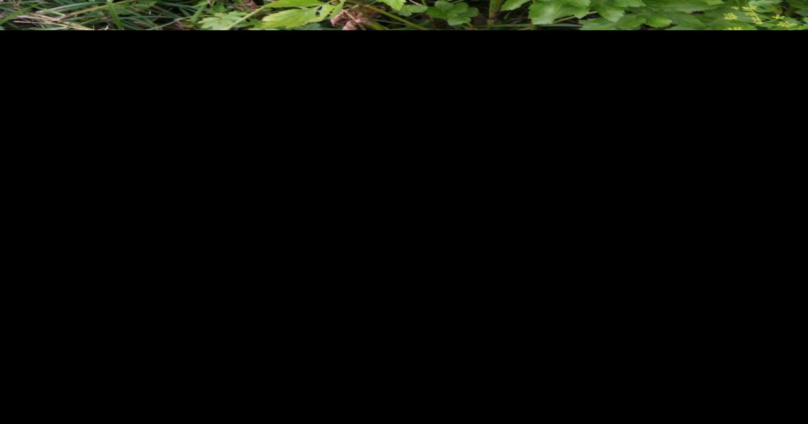 In the Garden | Hidden dangers | Gardening | news-gazette.com