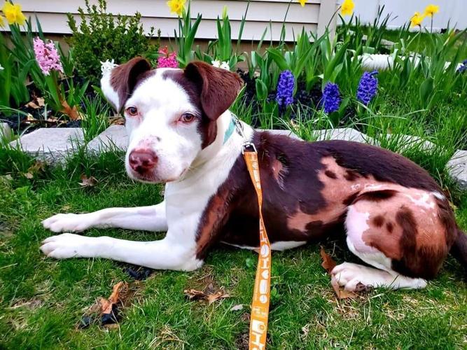 Dory the rescue dog using her notoriety to help other abused animals ...