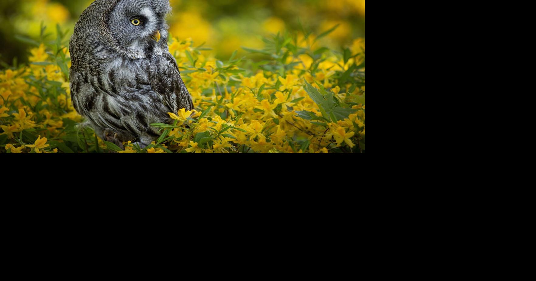 Owl photos are flooding the internet ahead of the Super Bowl. Here’s ...