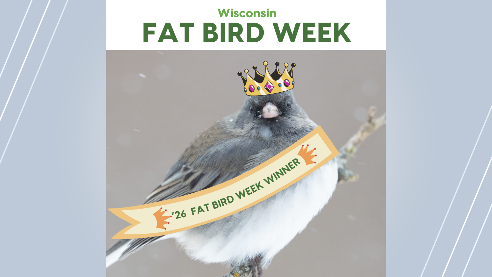 'Jiggly Junco' takes victory in Wisconsin fat bird week | Wisconsin ...