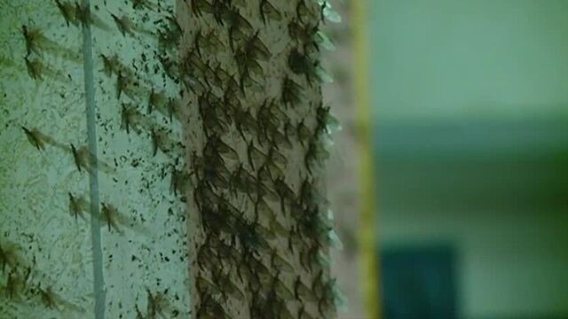 Mayflies hatch in La Crosse | Local News | news8000.com